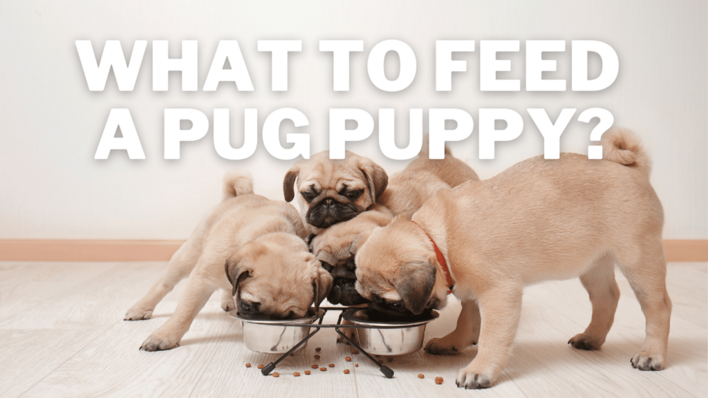 Mastering Pug Growth Chart: The Definitive Guide
